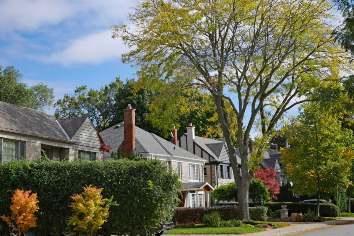 St. Louis Tree Service & Arborists | Jackson Tree Service