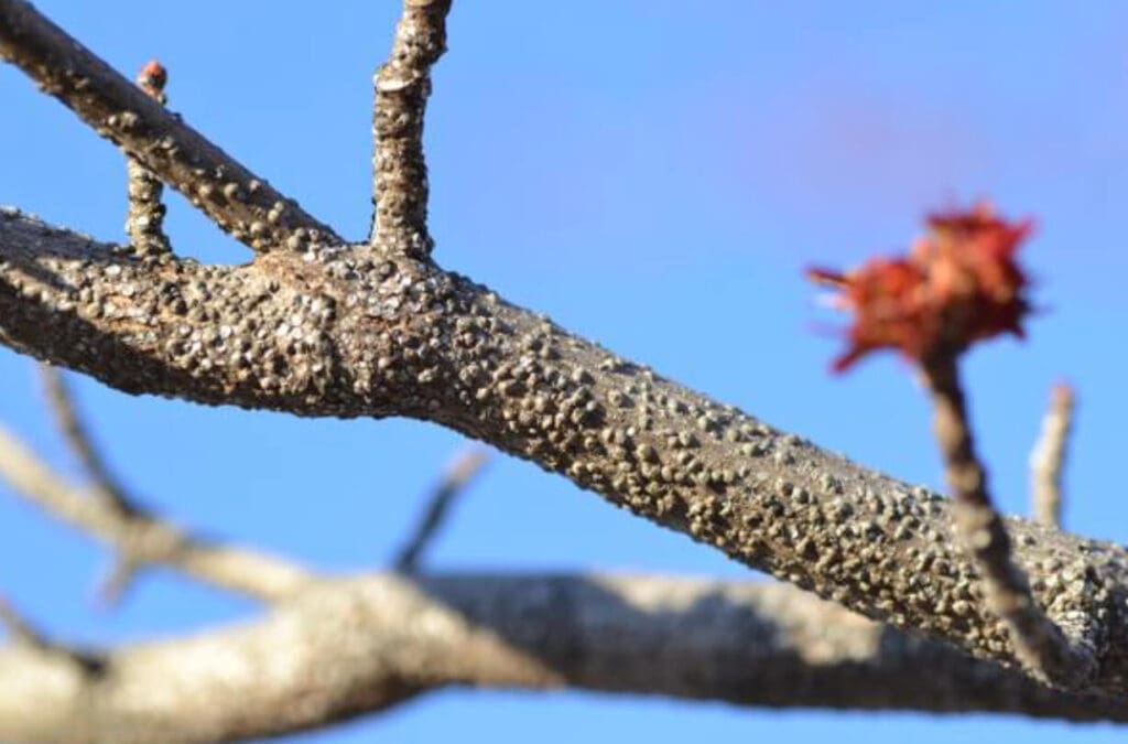 Defending Your Trees: Guide to Identifying & Treating Scale Infestations
