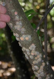 Defending Your Trees: Guide to Identifying & Treating Scale Infestations
