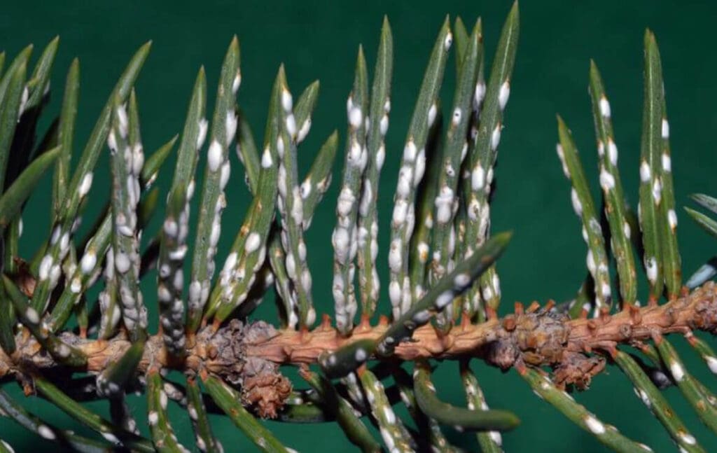 Defending Your Trees: Guide to Identifying & Treating Scale Infestations
